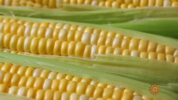 A world of corn, from farm to table - CBS News