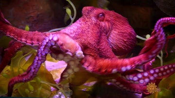 The octopus is one of the most bizarre life forms on Earth – one of the ...