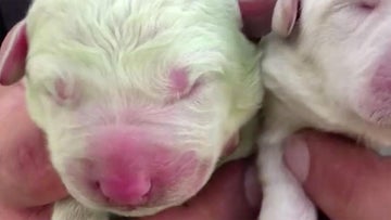 Puppy with green fur born in Italy - CBS News