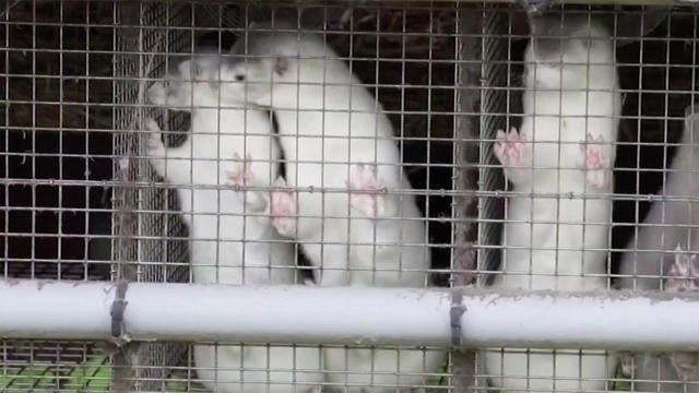 Denmark to kill 15 million mink amid "very serious" concern over links ...