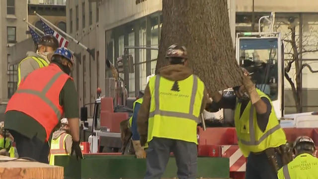 Tiny owl rescued from Rockefeller Center Christmas tree after 3 days ...