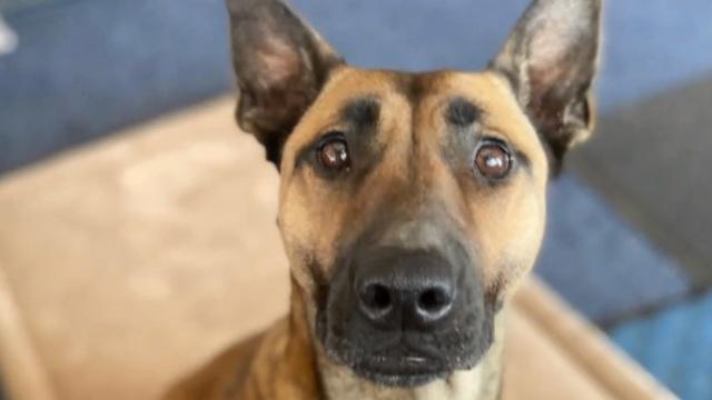 Ruby, the lifesaving police dog featured in Netflix movie, is ...