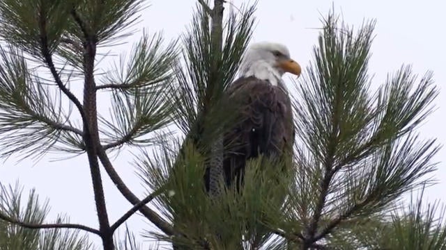 Once nearly extinct, American bald eagle populations have quadrupled in ...
