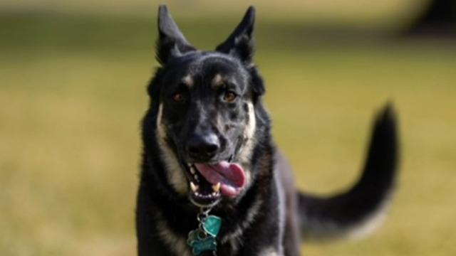 The Bidens' dogs, Major and Champ, arrive at the White House - CBS News