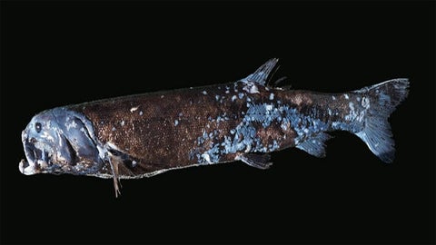 A giant sunfish weighing more than 6,000 lbs is the heaviest bony fish ...