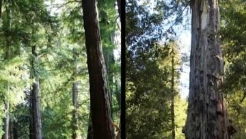 California's iconic redwoods, sequoias and Joshua trees threatened by ...