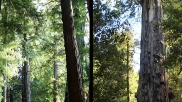 California's iconic redwoods, sequoias and Joshua trees threatened by ...