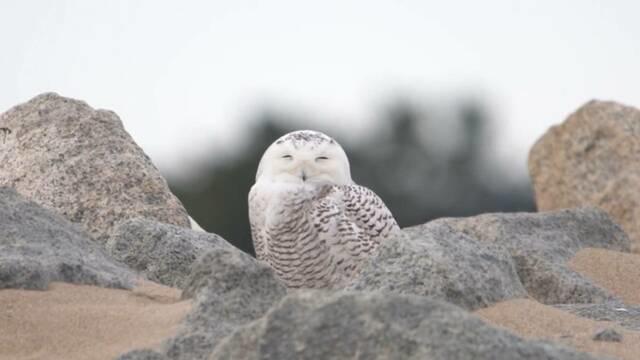 Stunning images capture rare snowy owl touring iconic buildings in ...