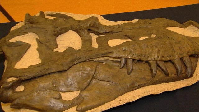 T. rex fossil unearthed decades ago is older, more primitive relative ...