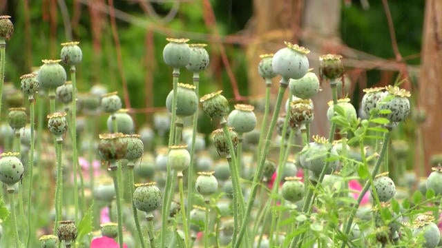Opium poppy plants found in North Carolina worth $500M: sheriff - CBS News