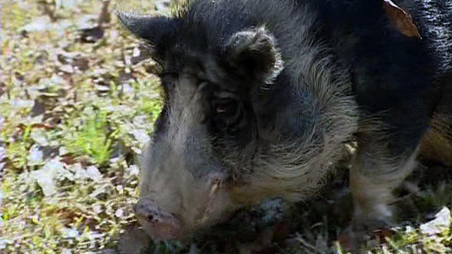 Feral hog cull in Louisiana meets resistance - CBS News
