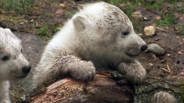 German polar bear cubs make their debut - CBS News