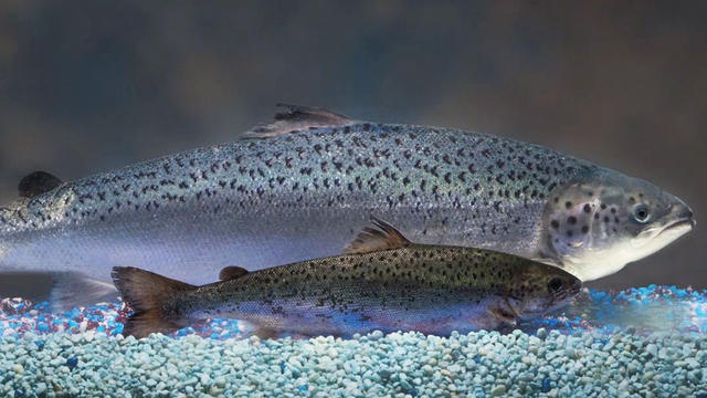 Controversy swims around genetically modified fish - CBS News
