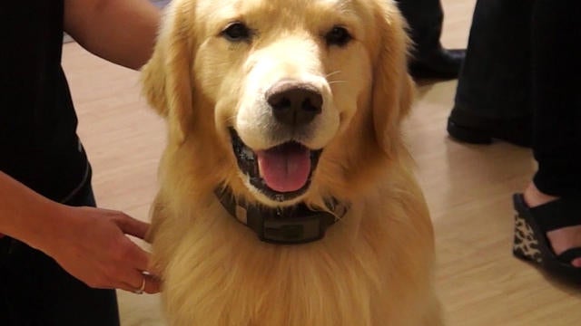 Wearable tech for pets? Devices are not just for humans anymore - CBS News