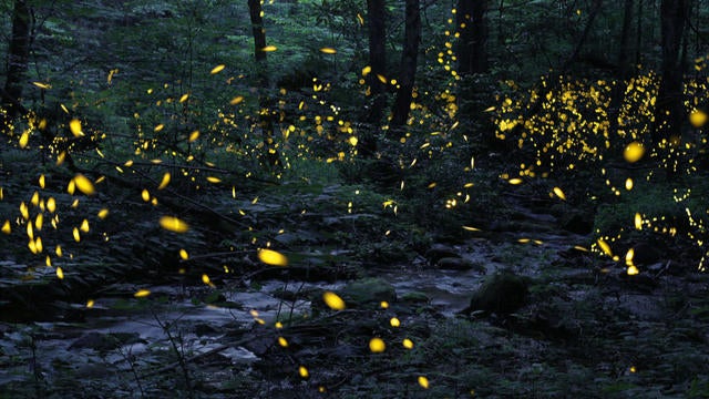 Synchronous fireflies: Special fireflies on Grandfather Mountain in ...