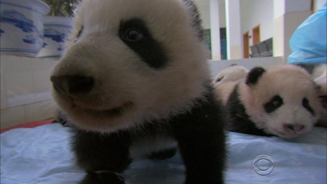 Training pandas for the wild - CBS News