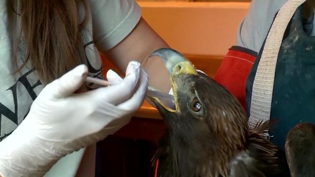 Golden eagle attacks 20-month-old girl and 3 others in Norway, causing deep gouges: "It kept ...