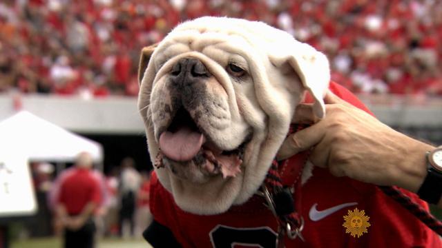 Sugar Bowl: Texas steer mascot Bevo charges Georgia bulldog Uga before ...