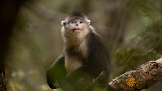 How a monkey helped launch China's conservation movement - CBS News