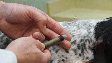 Pets find pain relief using ancient method of acupuncture - CBS News
