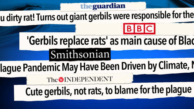 Centuries later, the Black Death still has a big impact on our immune ...