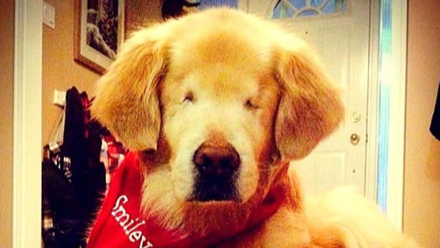 "Smiley" dog born without eyes serves as inspiration - CBS News