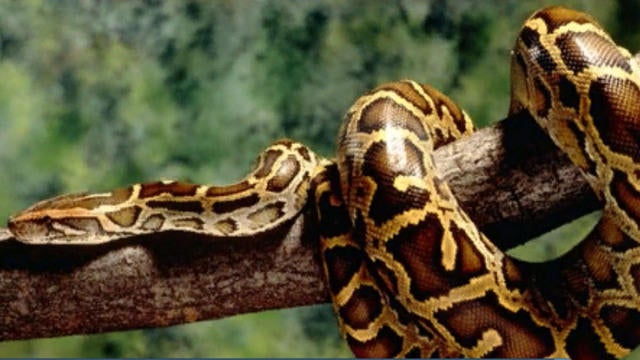 Burmese pythons are taking over the Everglades - CBS News