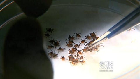 Powassan virus disease: Here's what to know about the tick-borne ...