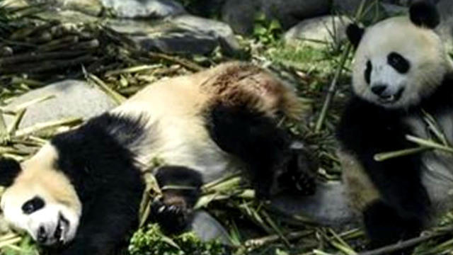 Wild giant panda poaching suspects arrested in China - CBS News