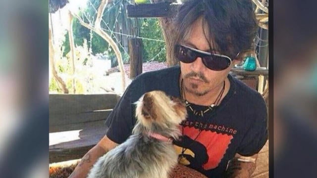 Johnny Depp could face jail time for bringing dogs to Australia - CBS News
