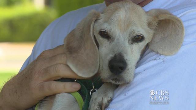How a dog can improve your health - CBS News