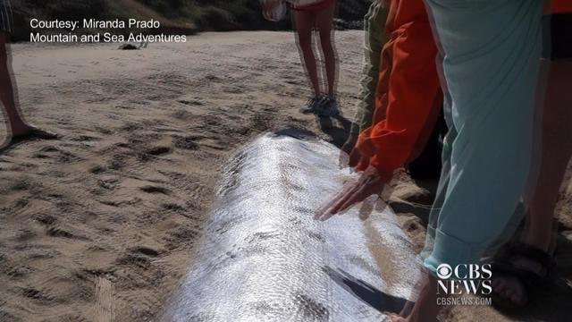 Extremely rare "doomsday fish" found off Southern California coast ...