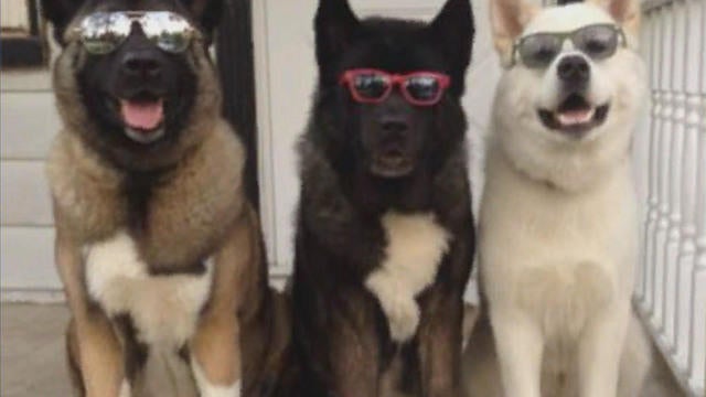 Dog without eyes gets help from "seeing-eye dogs" - CBS News