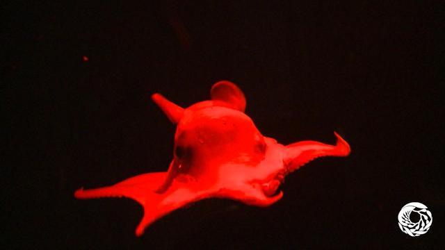 Pac-Man ghost octopus could be named Opisthoteuthis adorabilis - CBS News