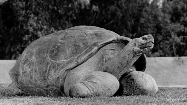 Passage: Remembering Speed the Tortoise - CBS News