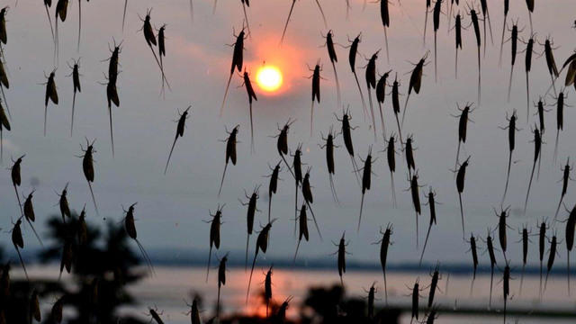 Mayfly hatch near La Crosse shows up on radar - CBS Minnesota