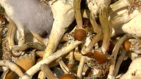 Austin, Texas cops raid home, find grow room full of psychedelic ...