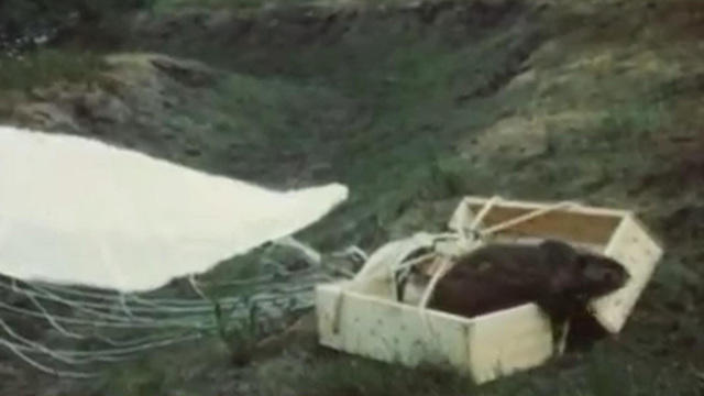 Parachuting beavers soar in historic found footage video - CBS News