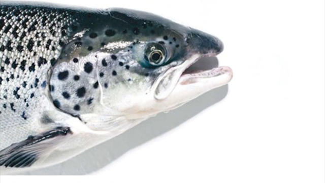 FDA approves genetically modified salmon - CBS News