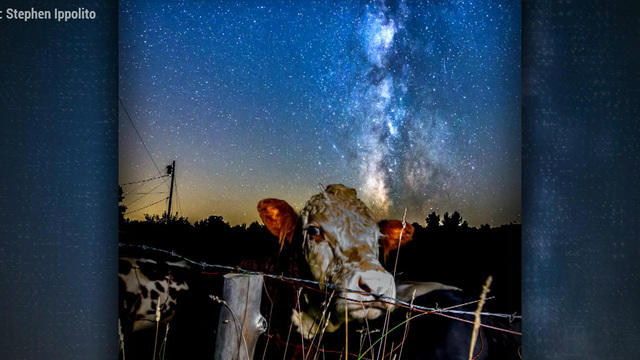 Cow photobombs the Milky Way - CBS News