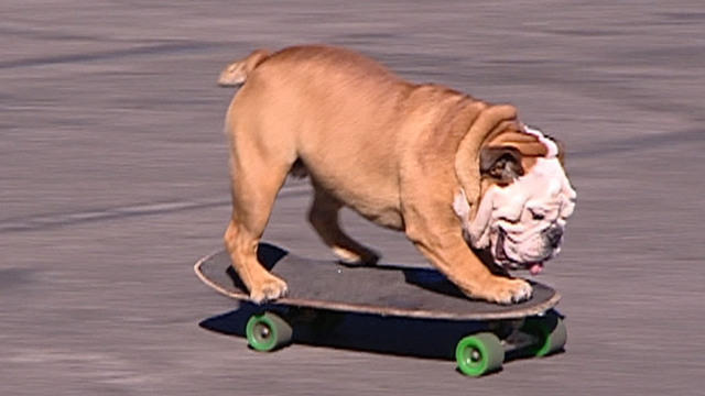 Passage: Tillman the skateboarding bulldog - CBS News