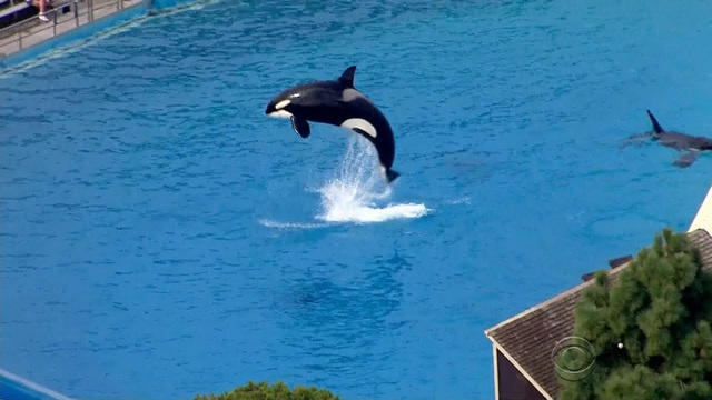 SeaWorld draws curtain on killer whale show in San Diego - CBS News