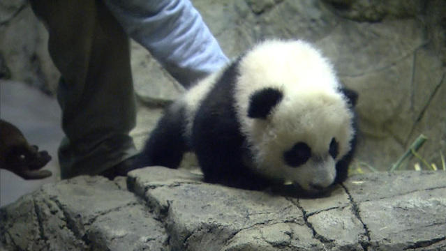 Newest National Zoo panda Bei Bei ready for big debut - CBS News