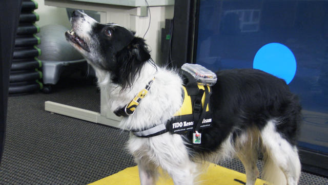 The FIDO Project: Training dogs to be lifesavers - CBS News