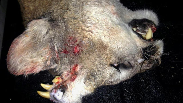 Idaho mountain lion deformity puzzles biologists - CBS News