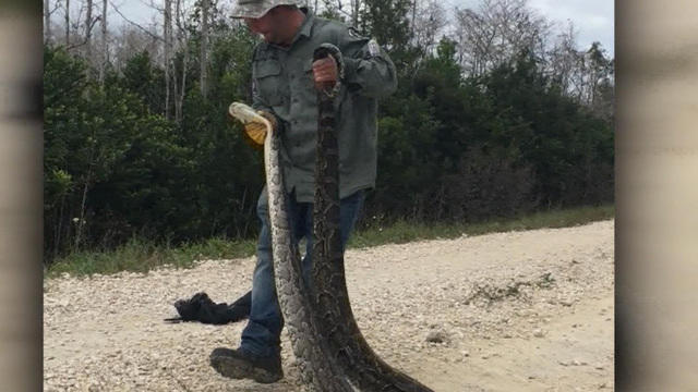 Python Challenge in Florida Everglades: Hunting for deadly pythons with ...