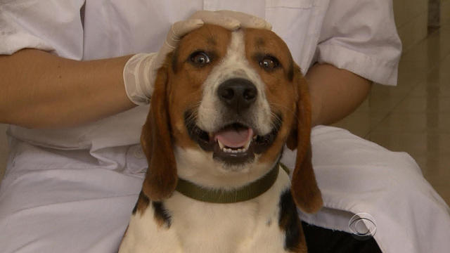 China building bigger, strong beagles through genetics - CBS News