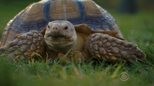 Hundreds respond to ad seeking NYC tortoise walker - CBS News