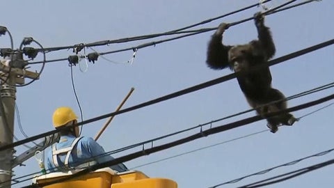 4 chimpanzees euthanized after escaping from zoo enclosure and roaming ...