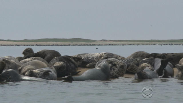 Resurgence of seals on Cape Cod beaches means more sharks - CBS News